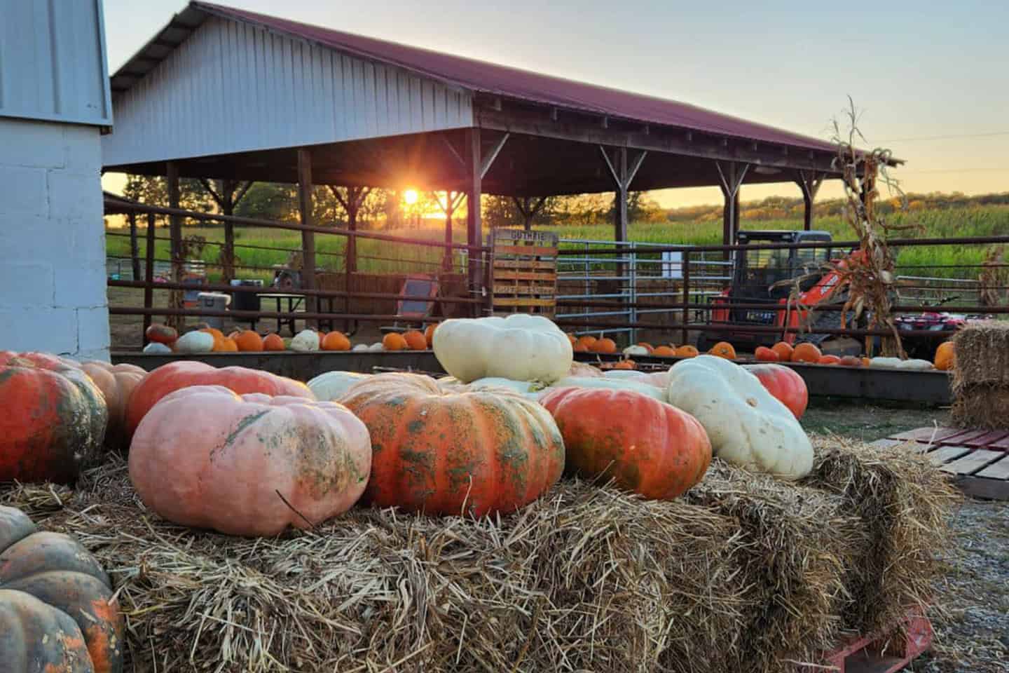 Family Friendly Chattanooga Pumpkin Patches Near You